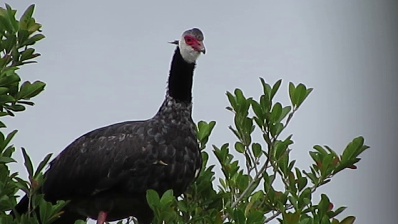 Chavarrí (Chauna chavaria) - Puerto Berrio Antioquia - YouTube