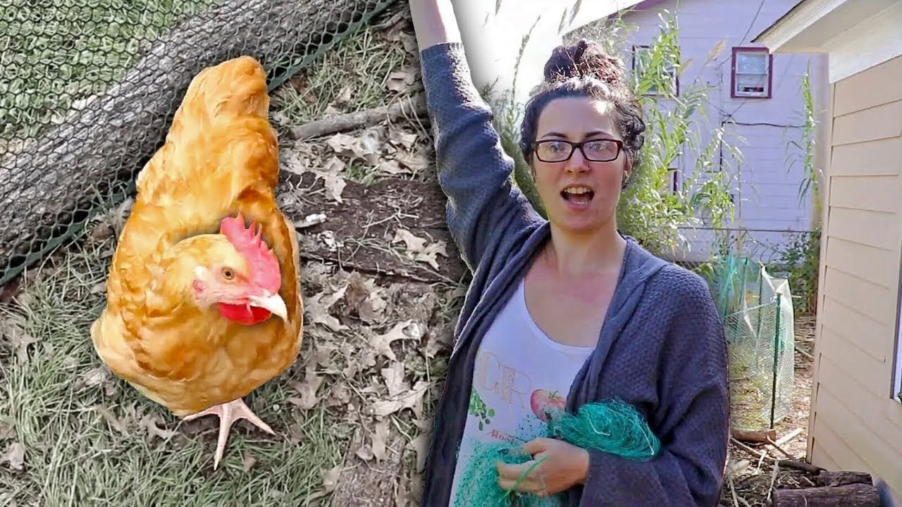 The beginning of a BIG CHANGE for my BACKYARD CHICKENS | Homestead ...