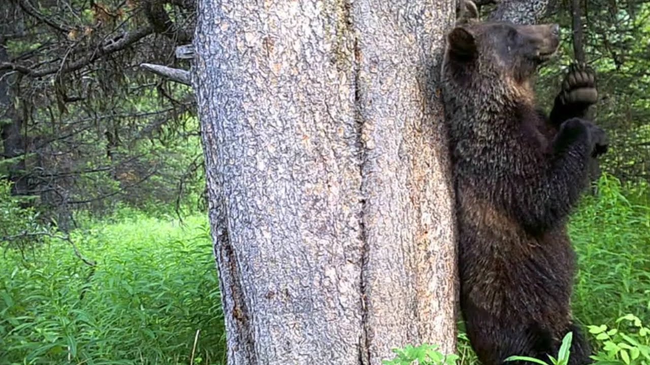 Grizzly Rub Tree near Grande Cache Alberta - YouTube
