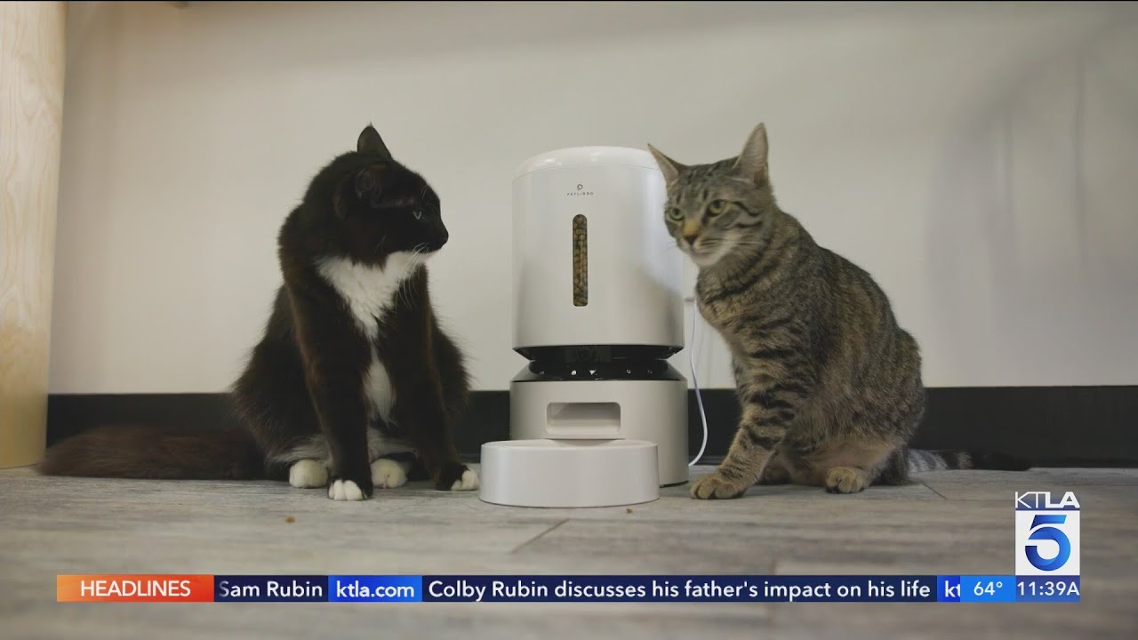 High-Tech Cat Accessories Make Pet Care Easier - YouTube