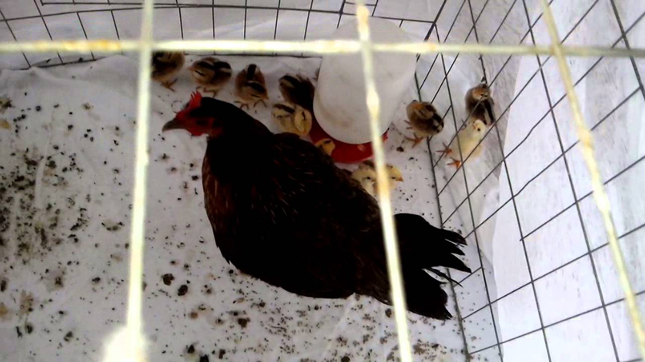Pollitos recien nacidos hatch kelso de combate - YouTube