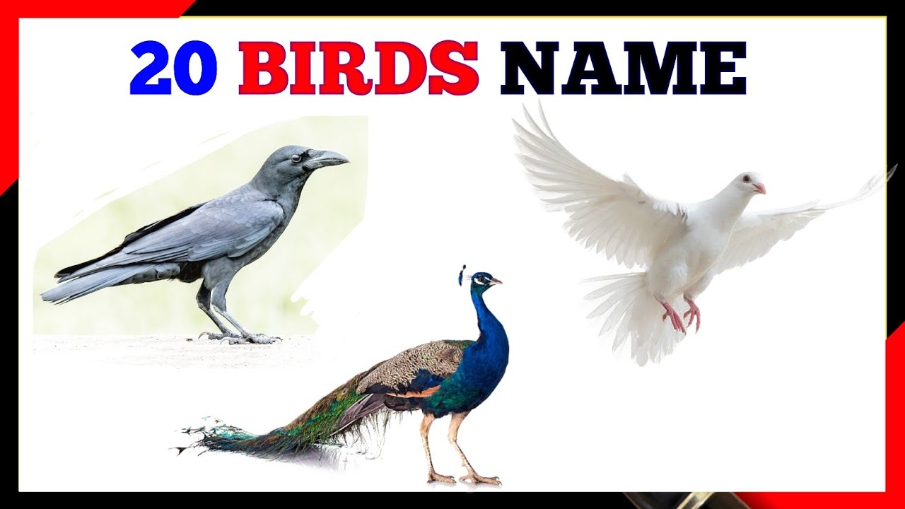 20 birds name in english | Birds name with spelling | Chidhiyo ke naam ...