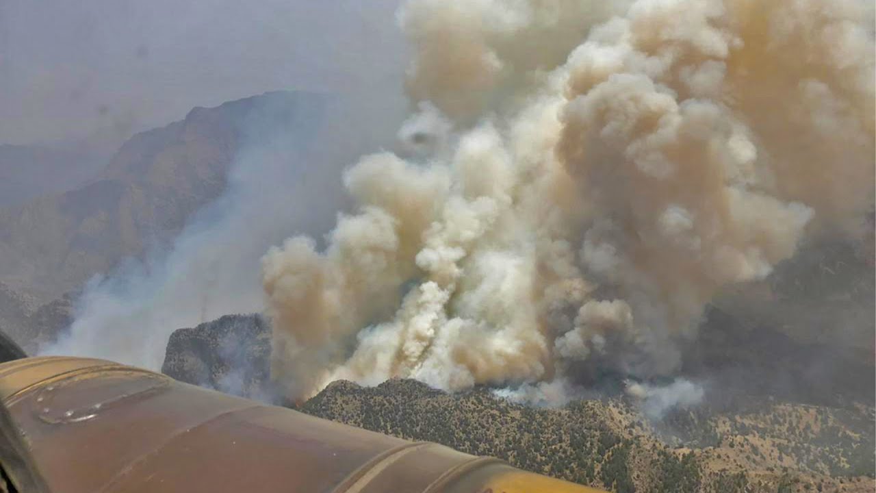 Three killed as fire in world’s largest pine nut forest in Pakistan ...