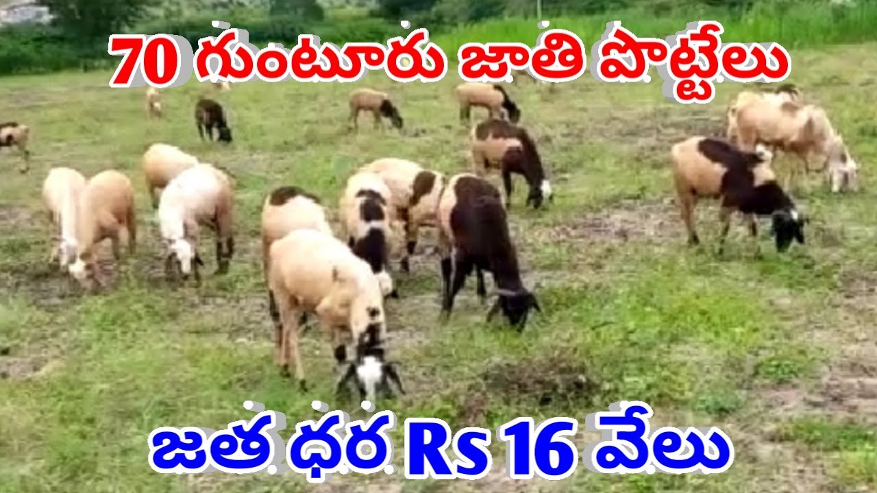 GUNTURU BRERD SHEEP RAMS BAKRA POTTELU 9346128912 - YouTube