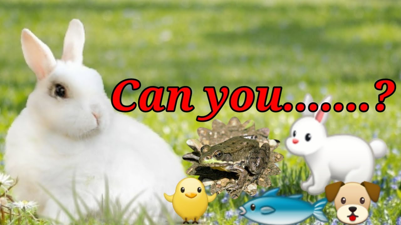 Can you hop like a rabbit? Rhyme for kids 3rd std - YouTube