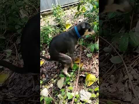 Dog peeing and pooping many times (Part 2) 💩💩🤮😲🙈🐕‍🦺 #dogs #dogpoop #dogwalk  #outdoors