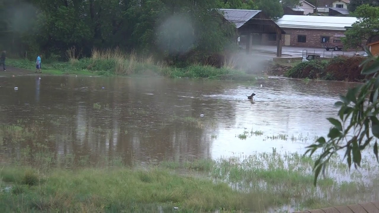 Dog Playing Fetch In Water After Rain - YouTube