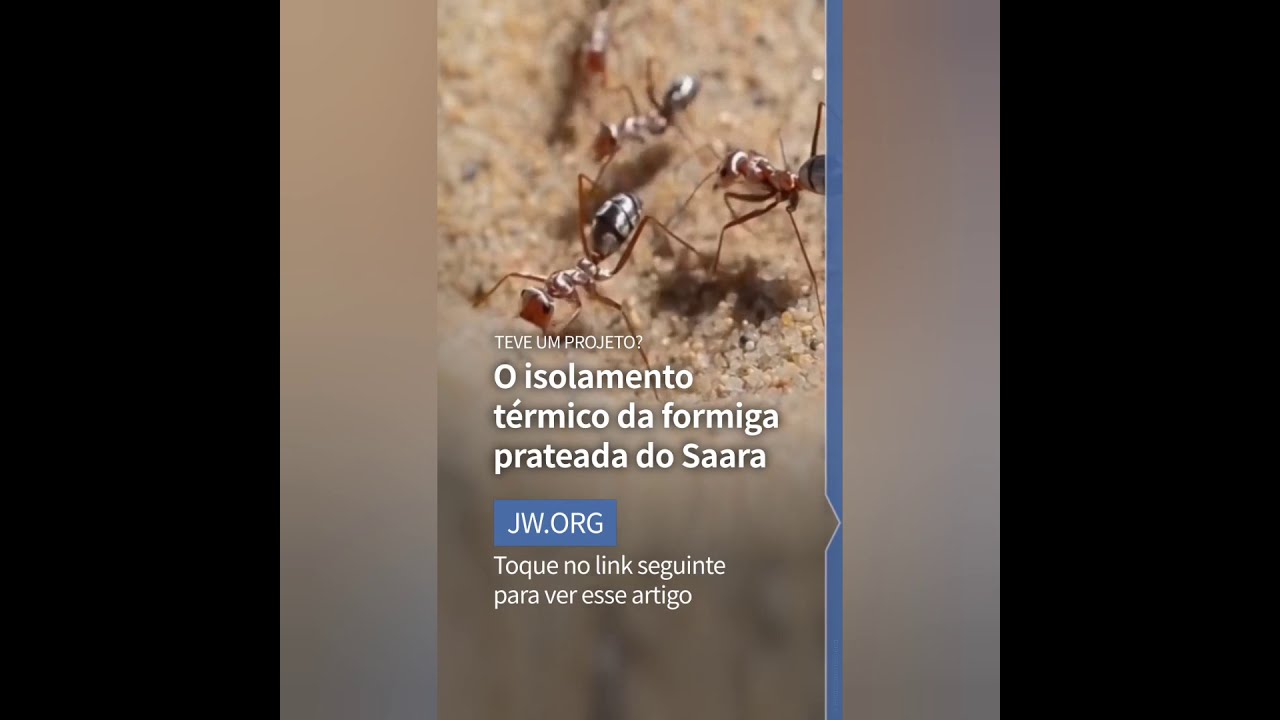 O isolamento térmico da formiga prateada do Saara - YouTube