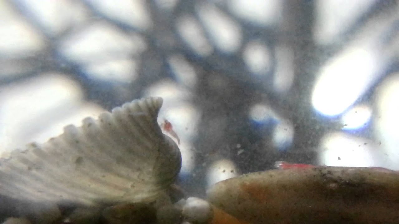 gym bébé crevette - YouTube