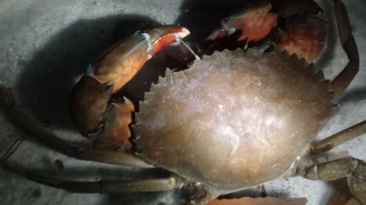 Monster kepiting - YouTube