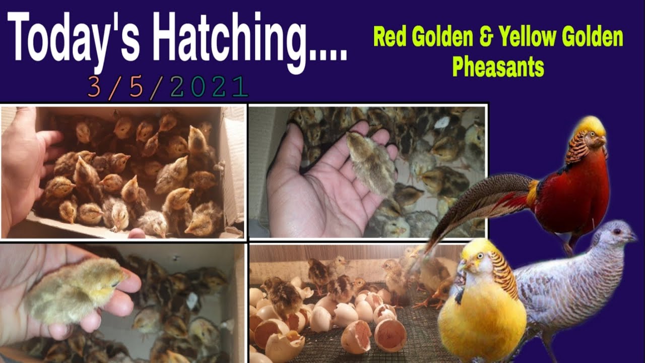 Today's Hatching Update 1 | Red Golden & Yellow Golden Pheasants ...