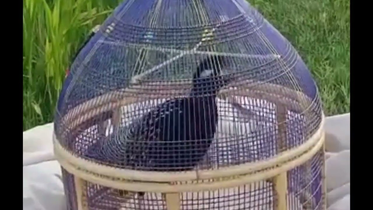 black partridge| black Francolin - YouTube