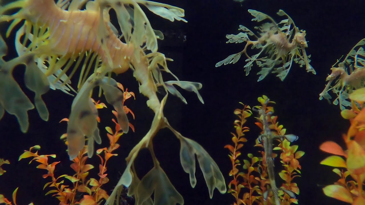 Phycodurus eques & Phyllopteryx taeniolatus (leafy & weedy seadragon ...