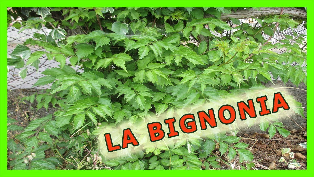 LA BIGNONIA: Tutto quello che dobbiamo sapere per coltivarla - YouTube