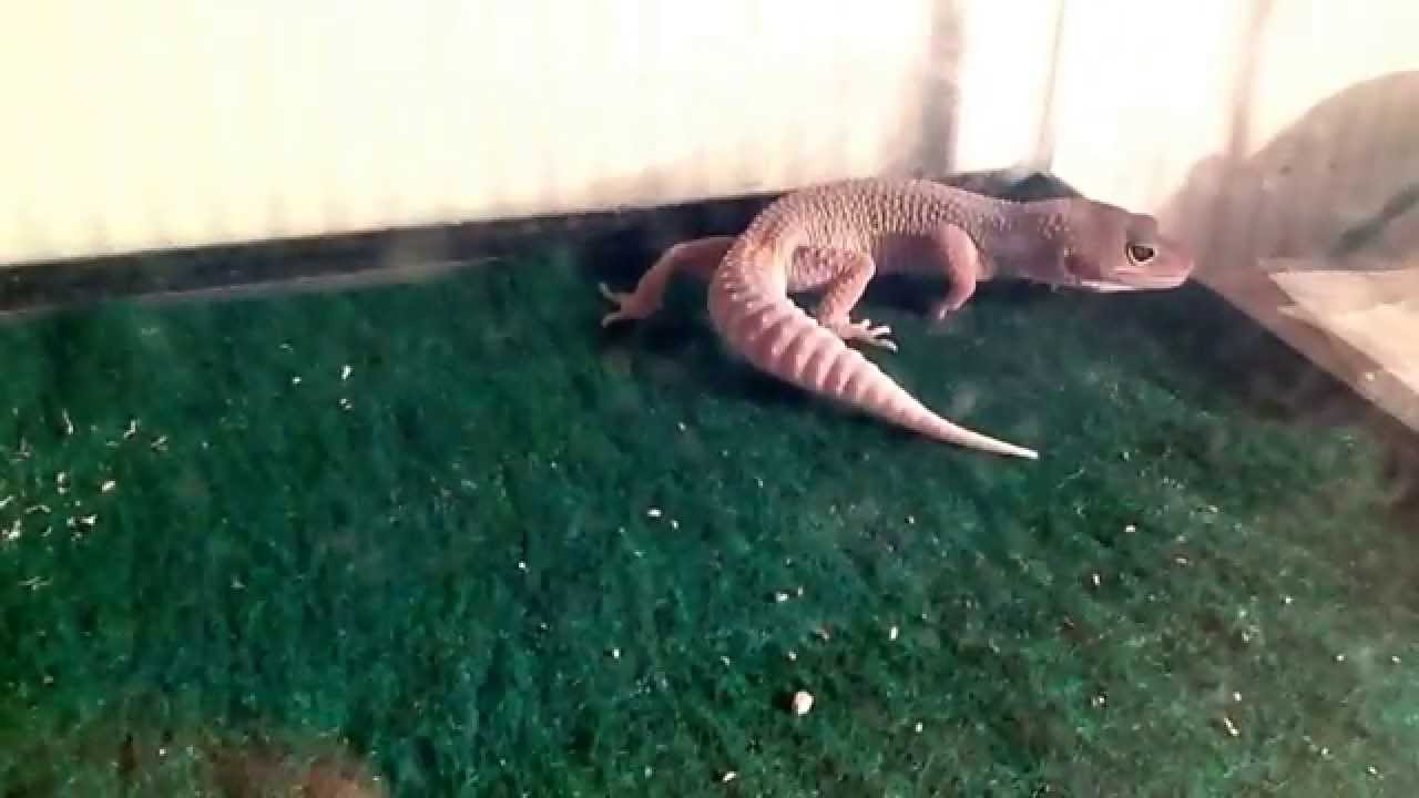 How to tell if your leopard gecko is a boy or a girl - YouTube