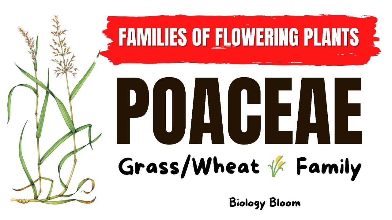 Poaceae | Graminae | Wheat 🌾 or Grass Family | Monocotyledonous Family ...