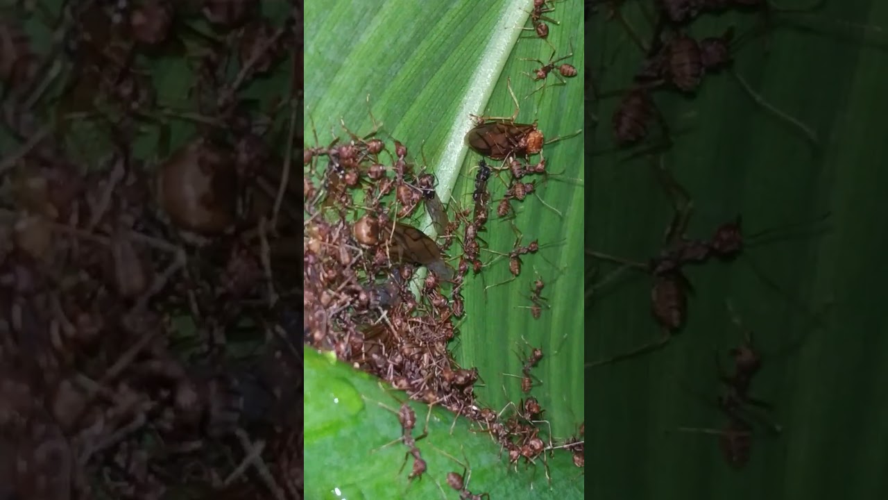 Weaver ants making nest - YouTube