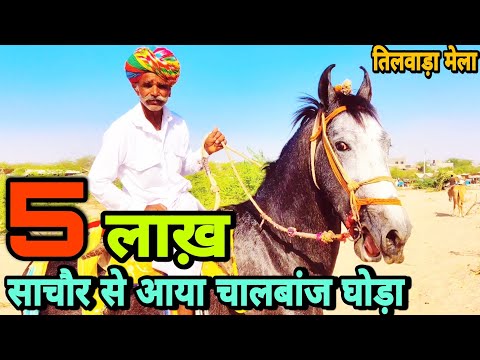 👉देखिए साचौर के घोड़े मे कितना पॉवर है 🔥साचौर के पन्नाराम जी का टैलेंट देखकर दिमांग घूम जायेगा.!!