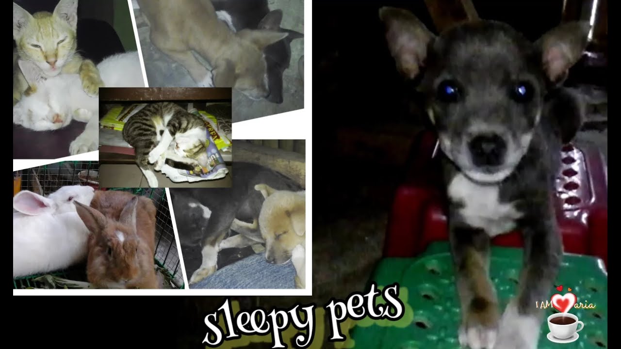 Cute Aspin BREED // Sleepy dog // Rescue Stray Dog //Funny Animals # ...