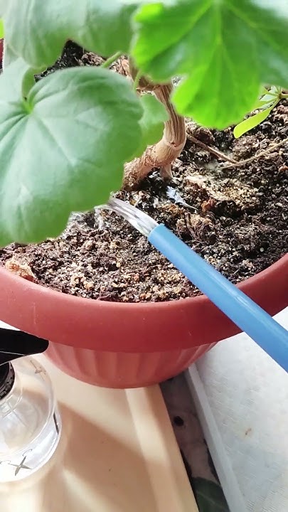 1 ТАБЛЕТКА НА ЛИТР ВОДЫ ДЛЯ КОМНАТНЫХ РАСТЕНИЙ, ЦВЕТОВ И РАССАДЫ ВЕСНОЙ ...