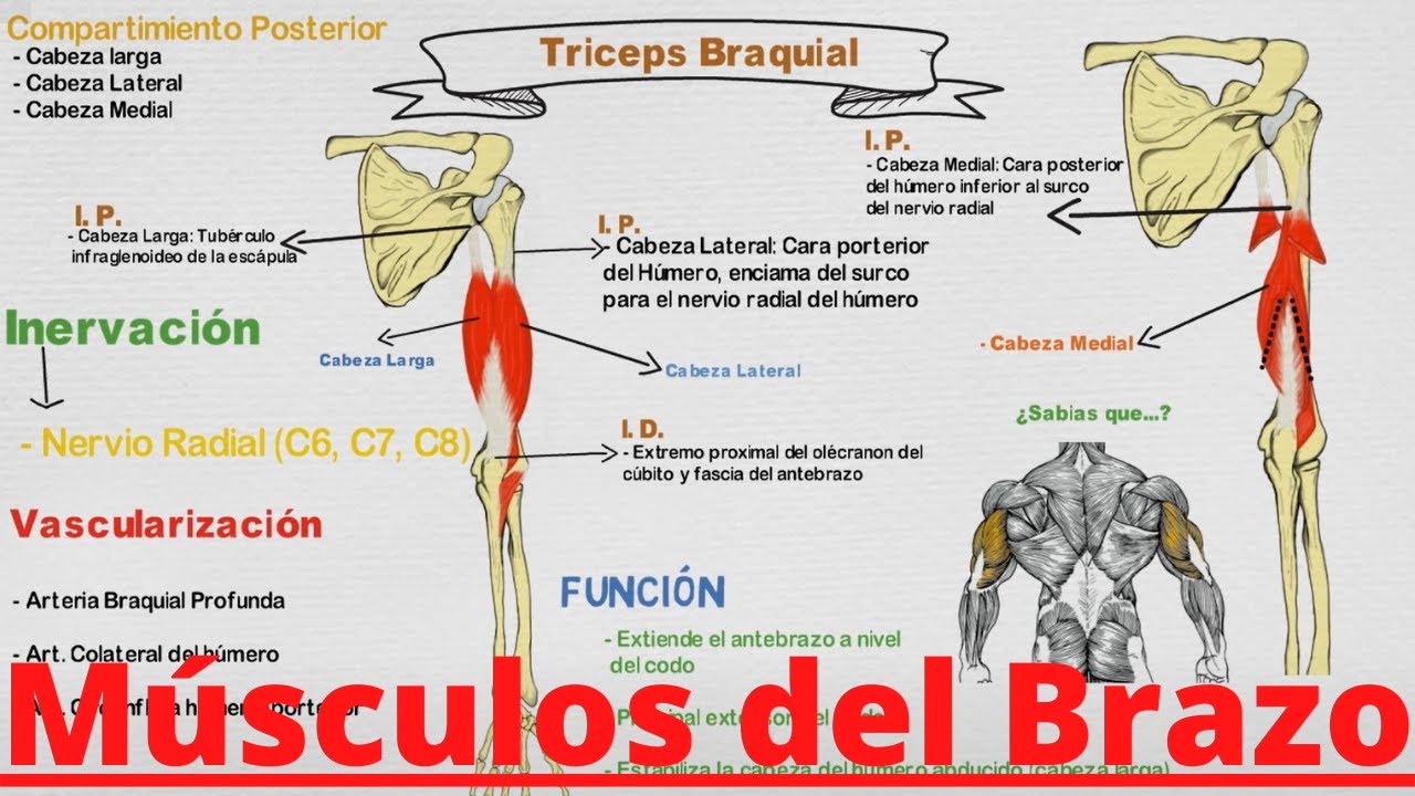 Anatomía: Músculos del Brazo (Origen, Inserción, Inervación, Función ...