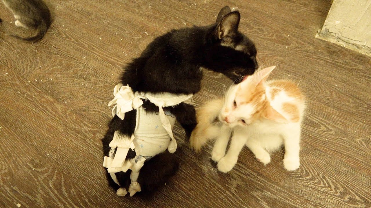 bagira cat takes care of all the kittens because she loves them - YouTube