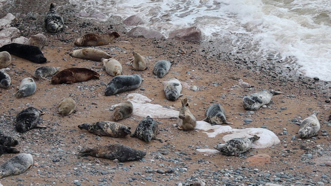 Angel Bay - seals #2 - YouTube