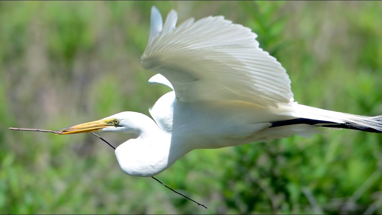 Birds of the Lowcountry - YouTube
