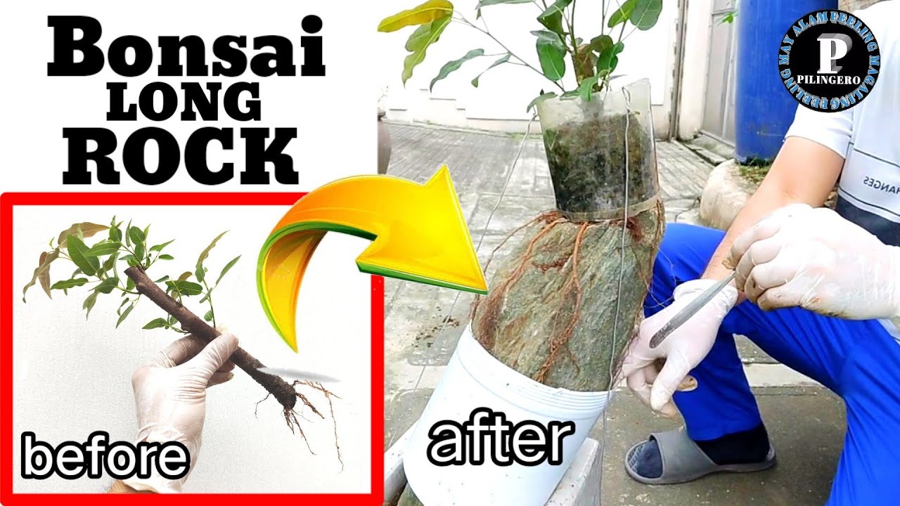 ROCK CLASPING BONSAI TUTORIAL RED BALETE MATERIAL - YouTube