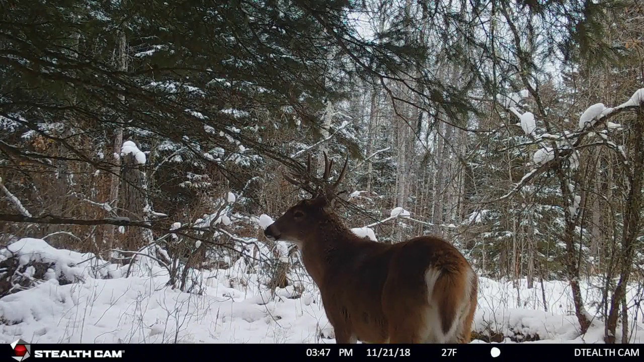 "Hunting a Mock Scrape Big Whitetail Buck Walks In" - YouTube
