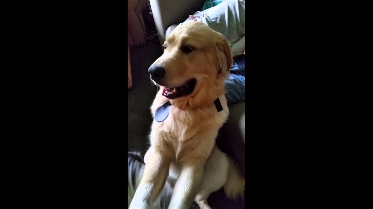 Puppy falls over - YouTube