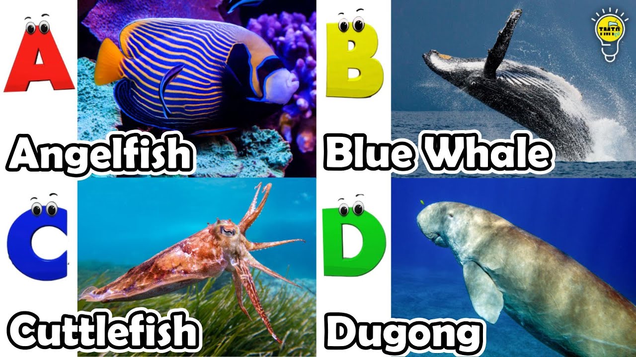 ABC phonics animals | ABC Sea Animals song | English and Animals for ...