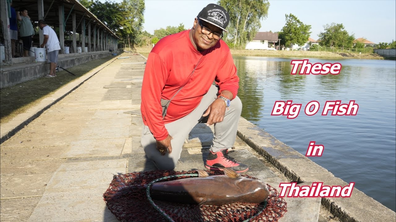 Big O Fish in Thailand - YouTube