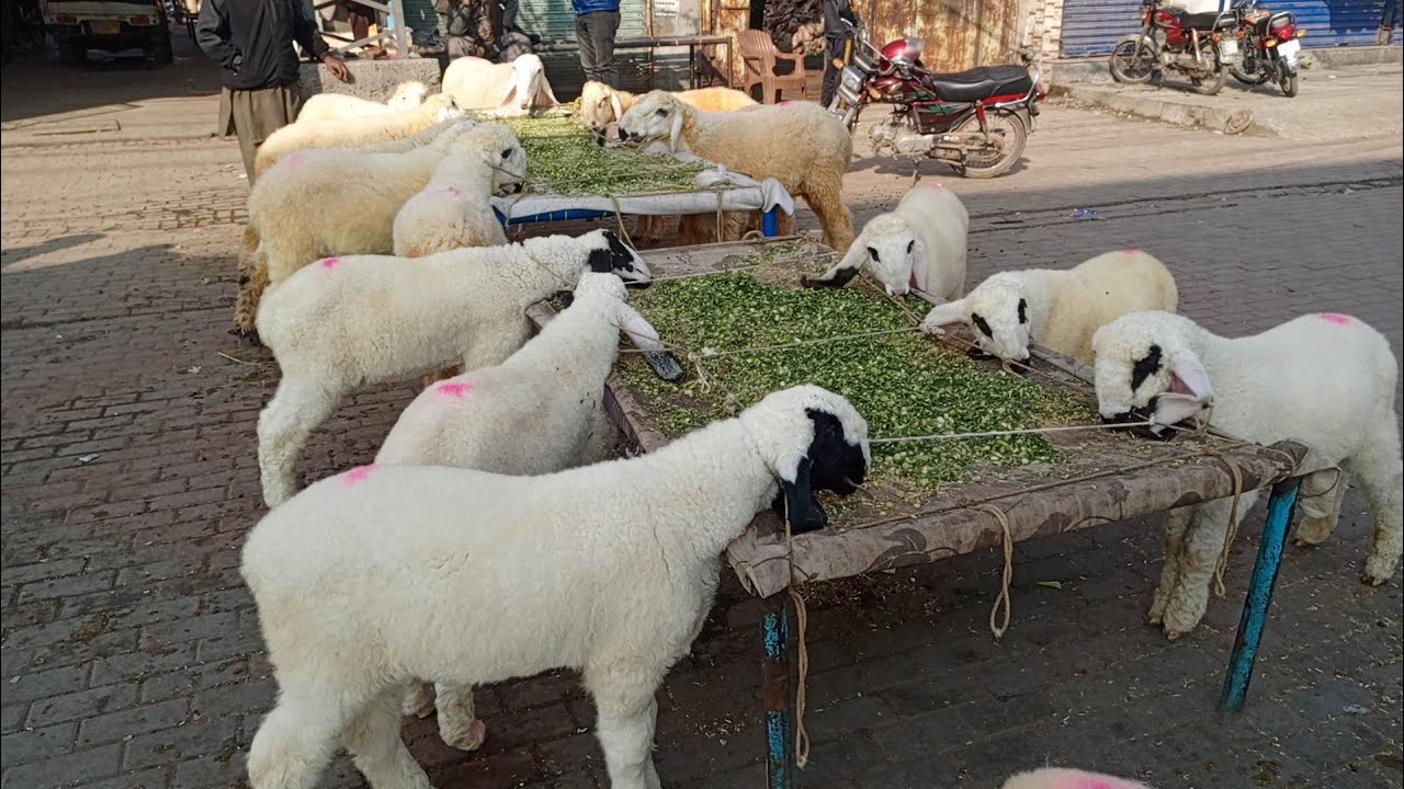 Kajla Chatra Rates | Lahore Bakra Mandi | Desi Chatra | Pakistan Bakra ...