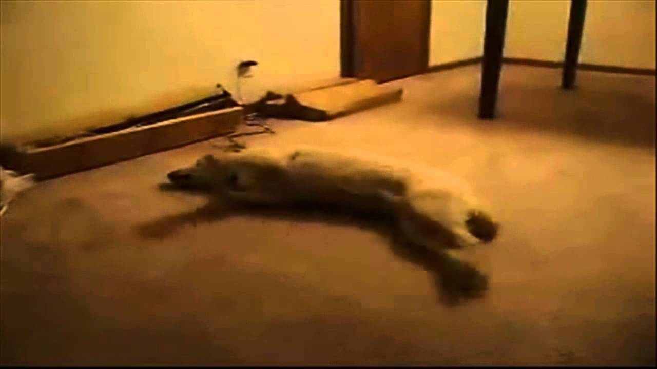 Sleepwalking Fus Ro DOG - YouTube