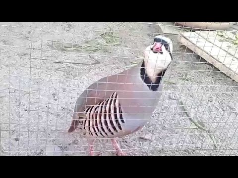 Keklik Sesi Desi Chakor Maskati chakor