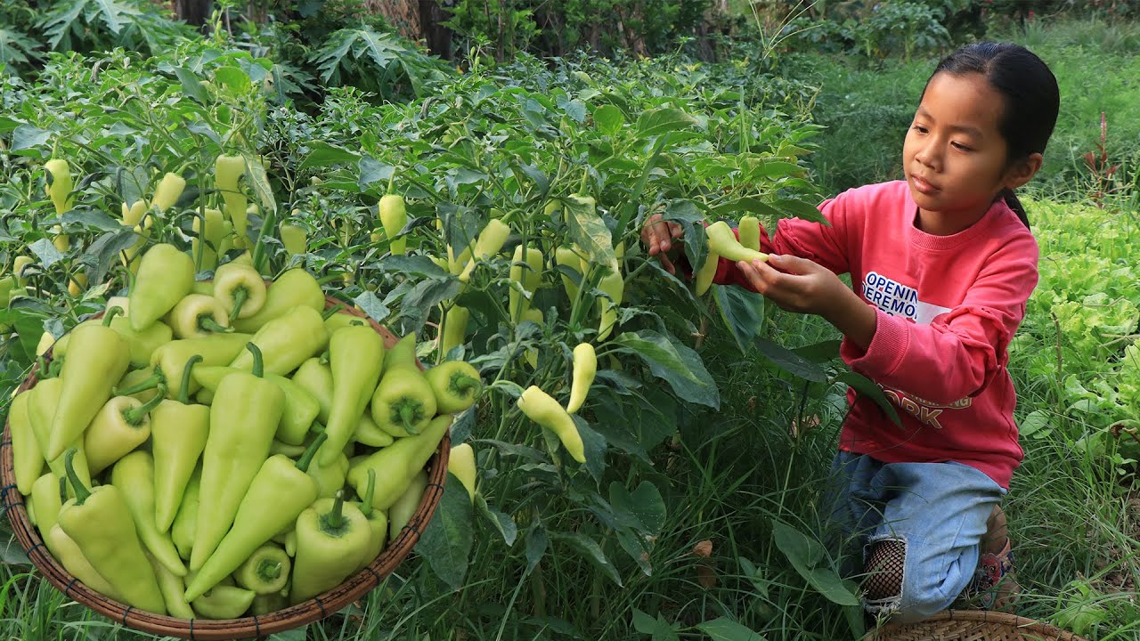 Smart girl Pich harvest banana pepper for cooking - Pich cook and ...
