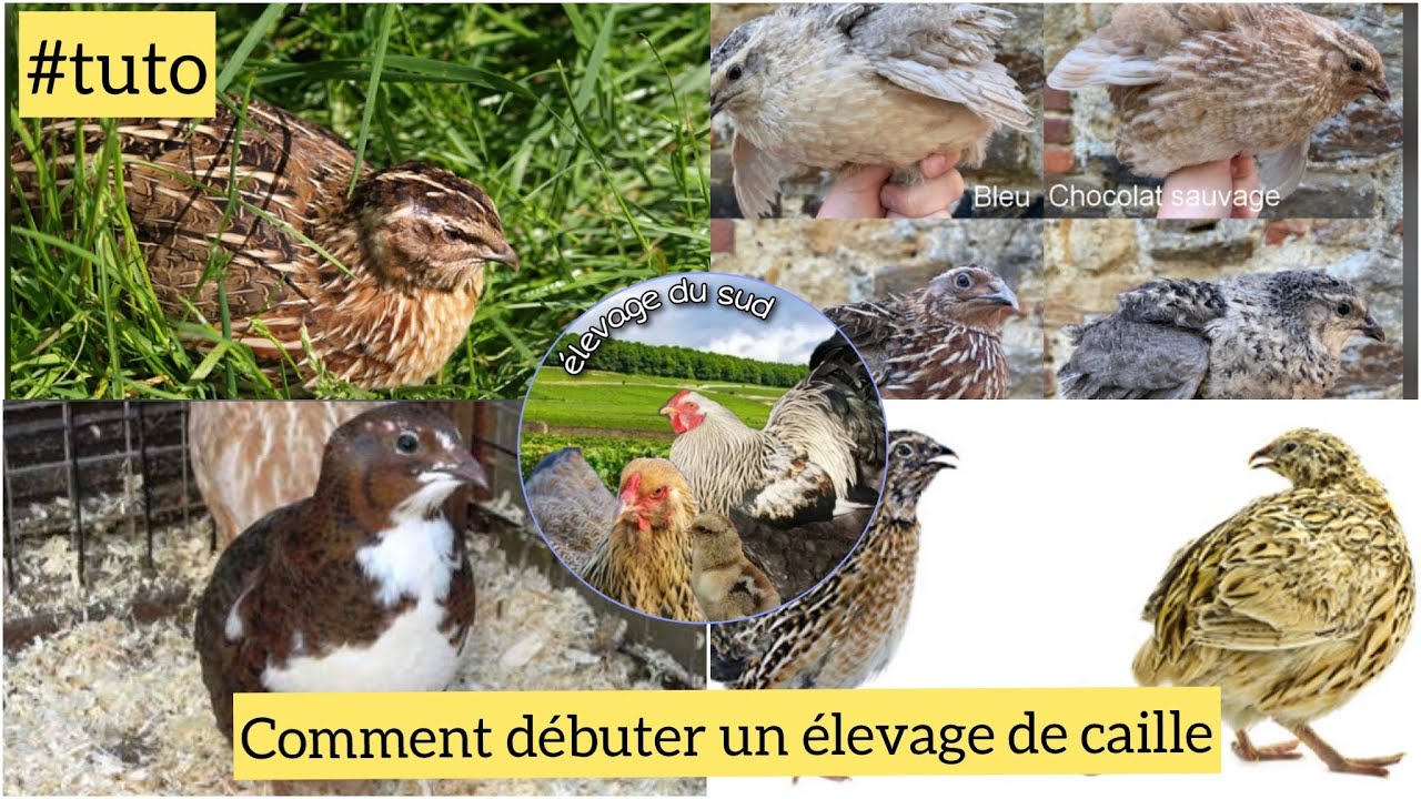 #tuto Comment débuter un élevage de caille Et comment sexage des ...