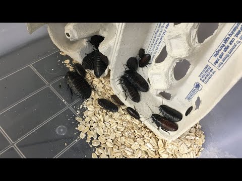 How To Set Up A Colony Of Madagascar Hissing Cockroaches!!! | DIY ...