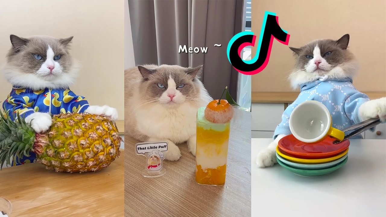 That Little Puff | Cats Make Food 😻 | Kitty God & Others | TikTok 2024 ...