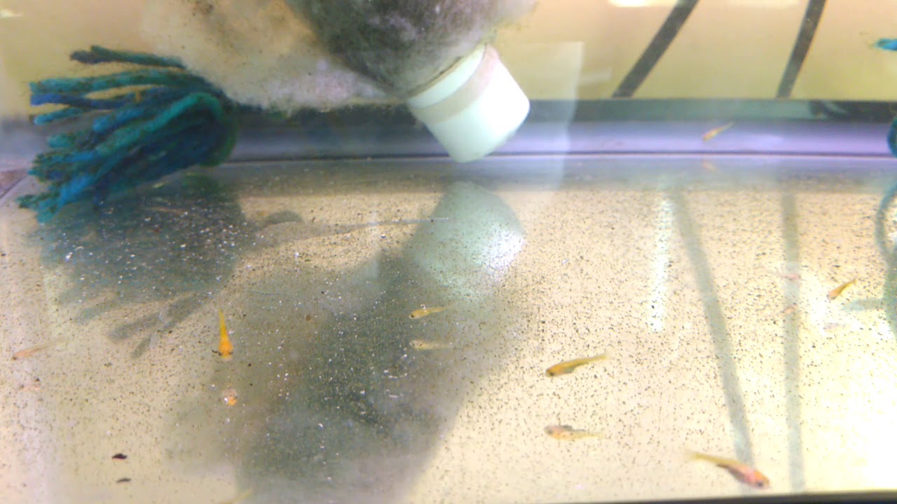 Koi Fry in 10 gallon tank(1) - YouTube