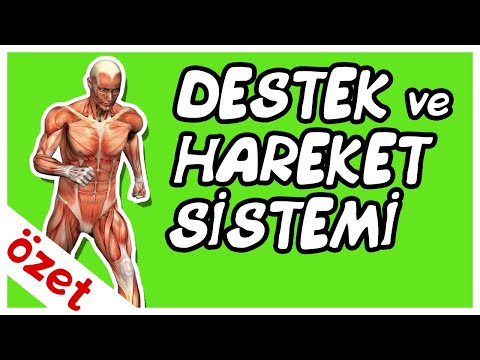 Destek ve Hareket Sistemi Özet / AYT Biyoloji