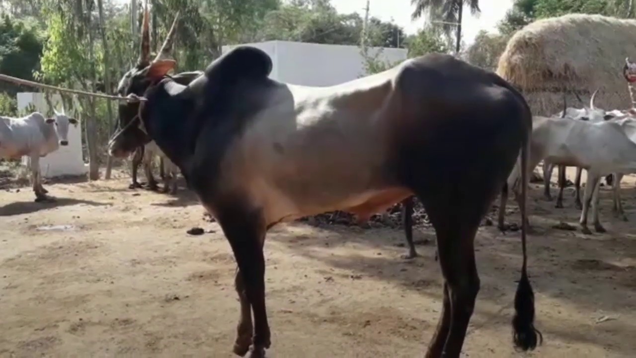 Hallikar Stud Bull And Hallikar Cattle Herd | Palya Kollegala Taluk ...