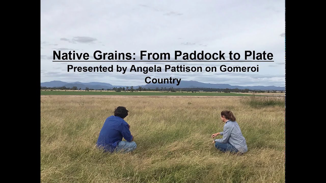 Native Grains introduction: From Paddock to Plate - YouTube