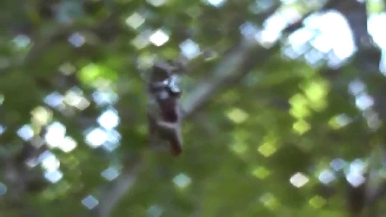 Floating spider - YouTube