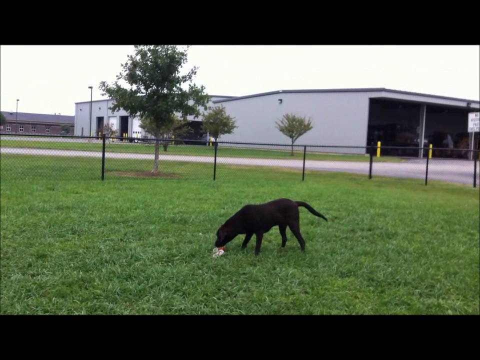 Bloodhound/Lab mix - YouTube