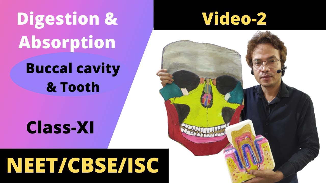 Digestion & absorption/Buccal cavity & Tooth/NEET/CBSE/ISC/Class-XI ...