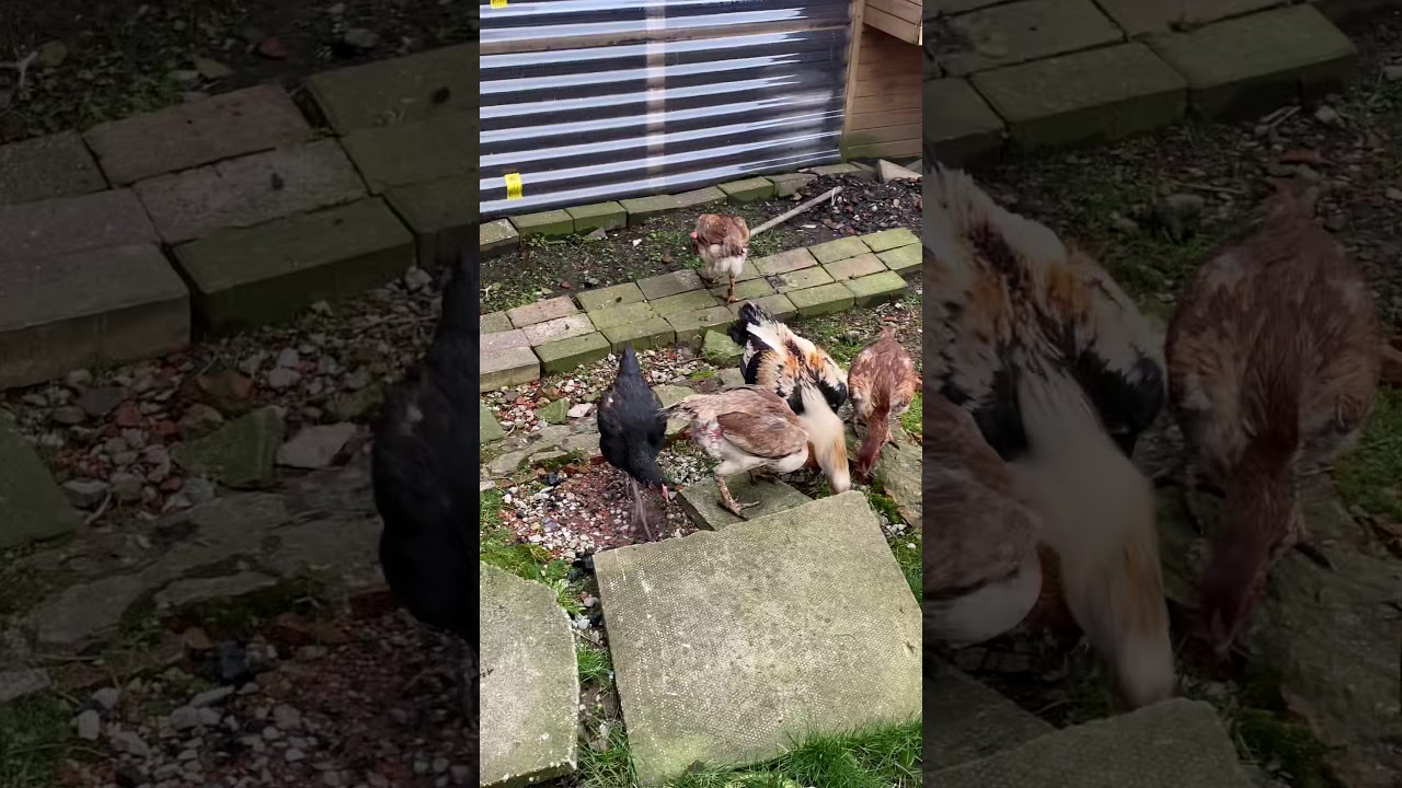 Asil collection pure Pakistani Asil - YouTube