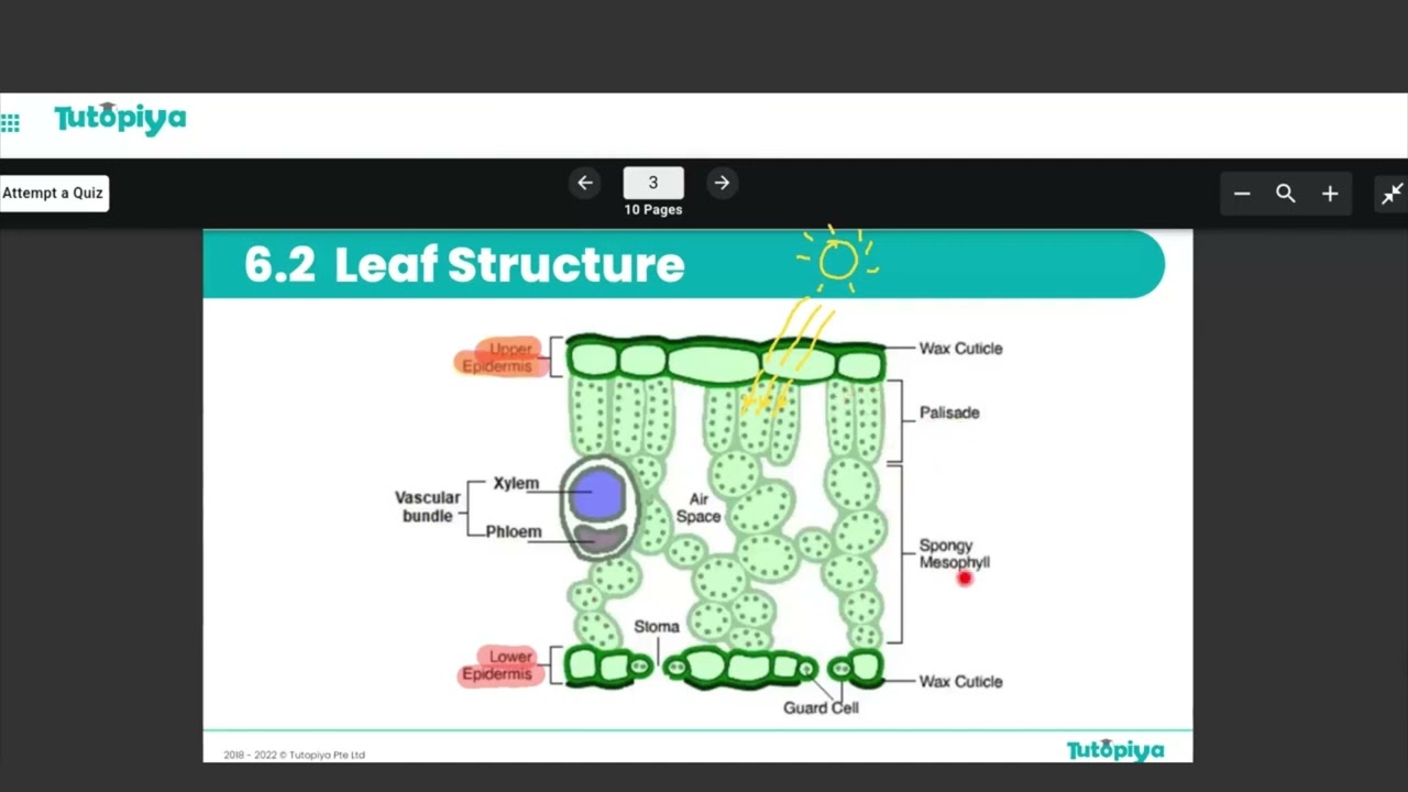 Leaf Structure Diagram Igcse