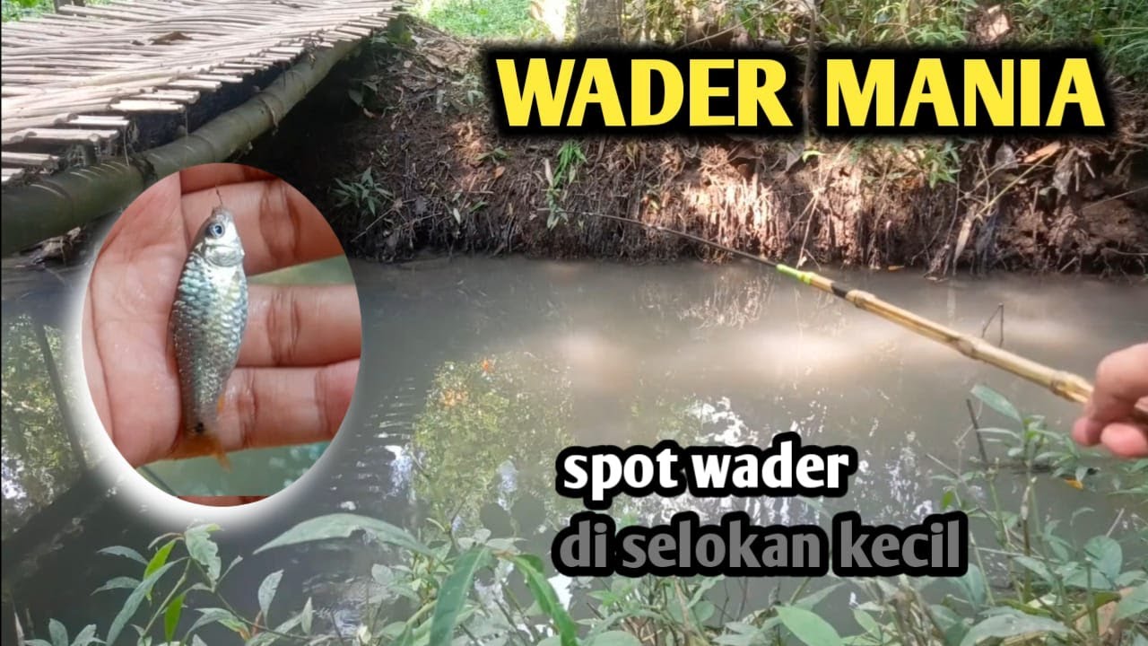 Mancing di Selokan Kecil Habitat Wader || Micro Fishing - YouTube
